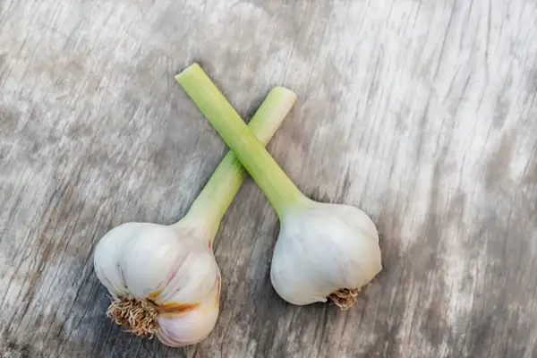Key Points of Straw-Covered Winter Garlic Cultivation Techniques
